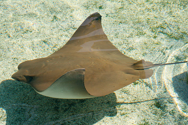 Fishing Friday: Rays in the Surf, Fluke Back on the Bite – Lavallette ...