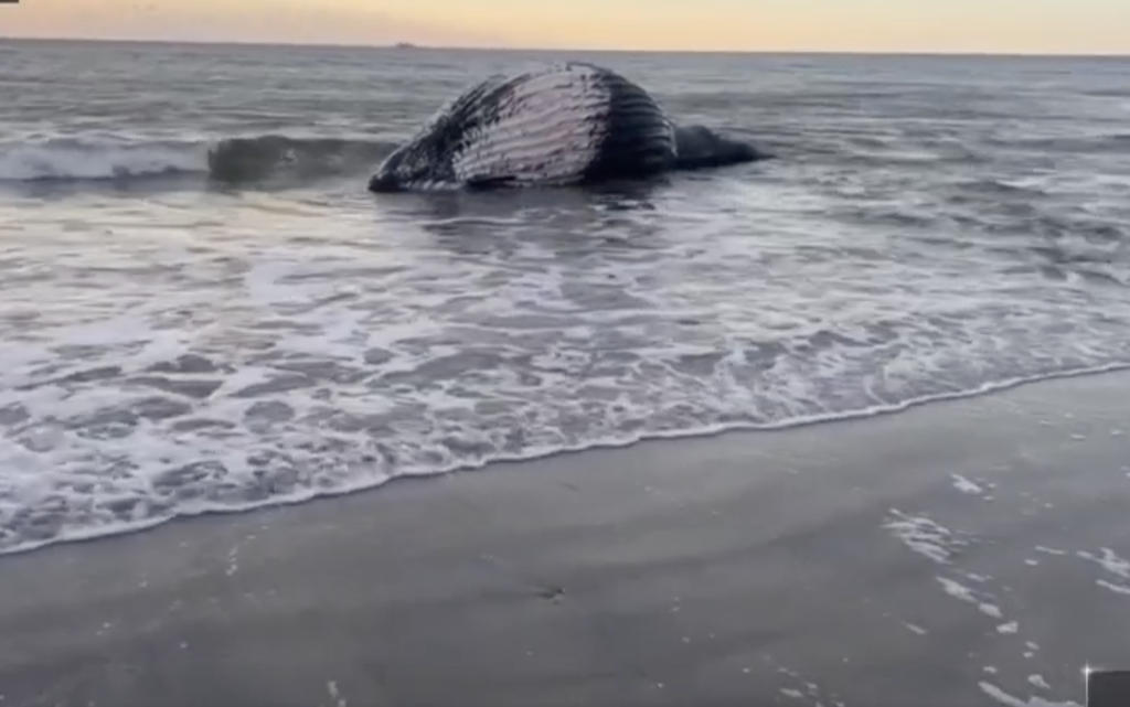 After Endangered Whales Wash Up, Environmentalists Ask for Pause in ...
