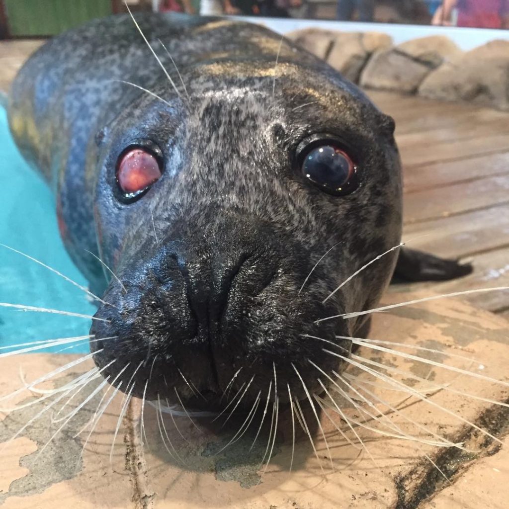 Jenkinson’s Aquarium Announces Death of Beloved Seal – Lavallette ...